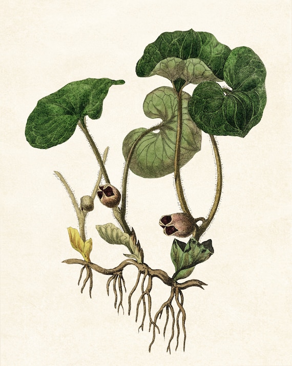 Digital Download 8x10 Art Print / European Wild Ginger Plant | Etsy