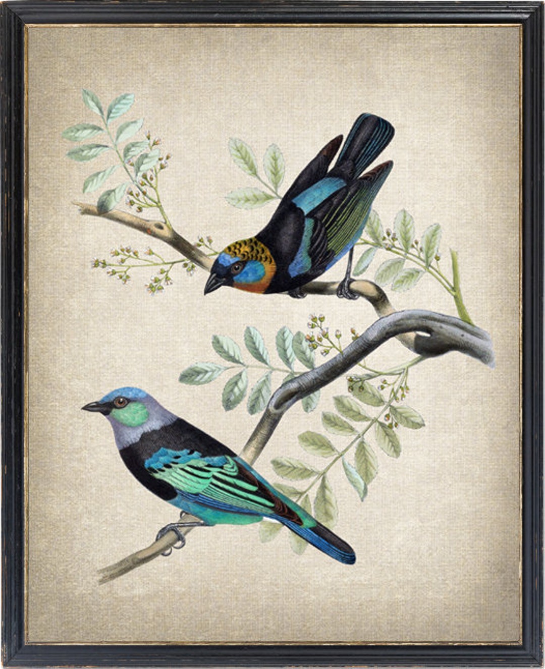 Tanager Birds Printable, Golden Hooded and Masked Tanagers Vintage ...