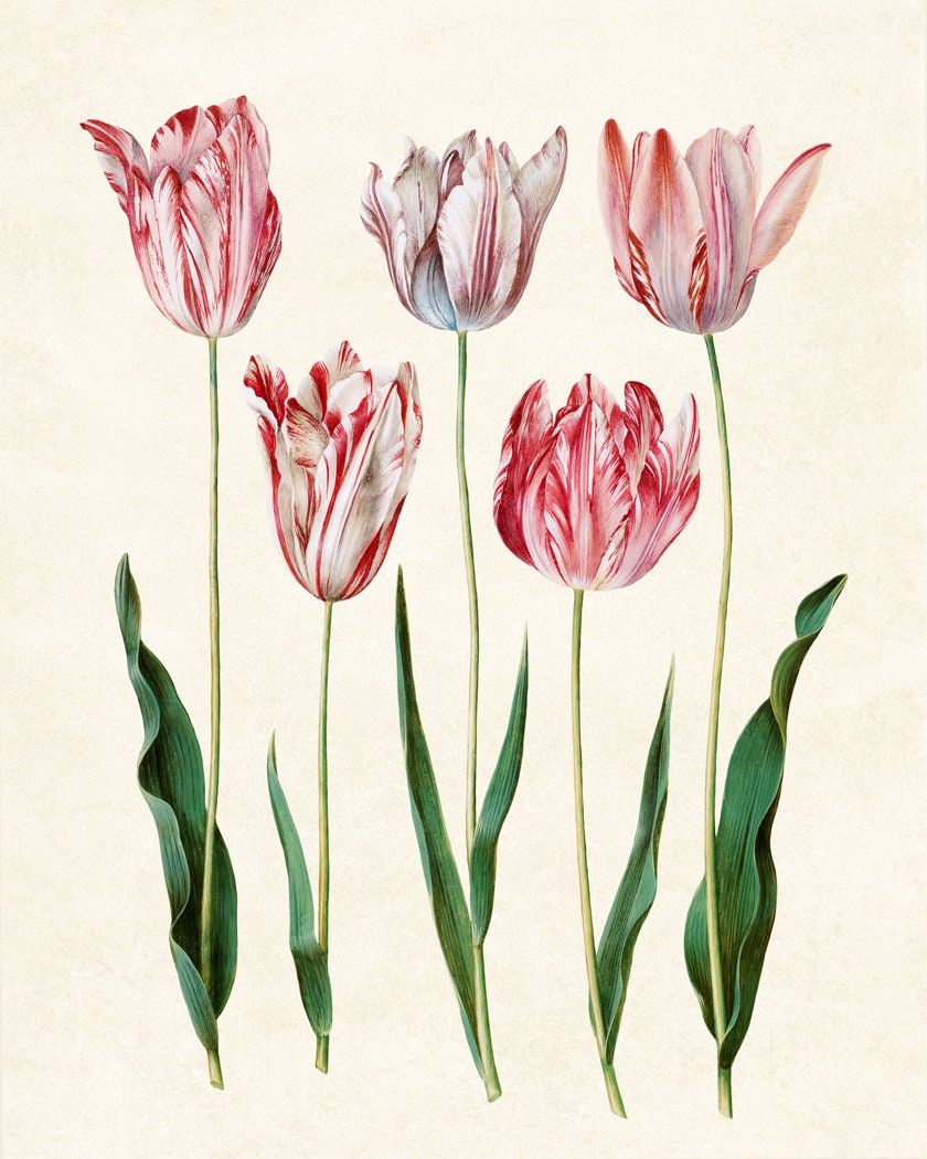 Spring Tulips Digital Download, Vintage Flower Illustration, Tulip ...