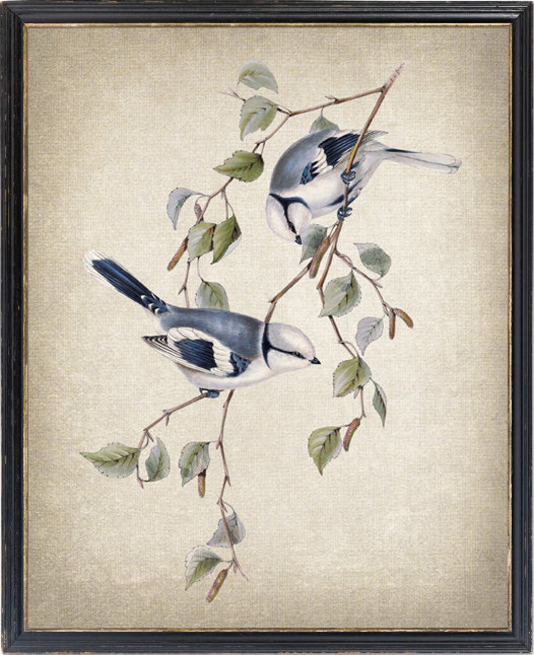 Azure Blue Tit Birds Printable, Vintage Illustration, Natural History ...