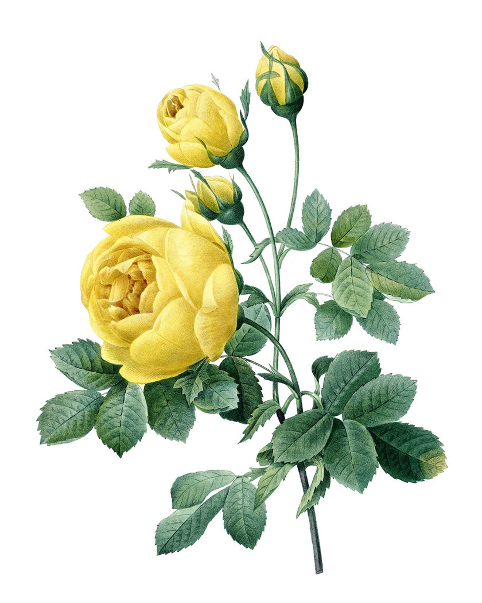 Yellow Roses Printable P.J. Redoute Antique Rose - Etsy