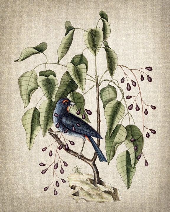 Mark Catesby Birds Set of 4 Printables 1700's Antique - Etsy