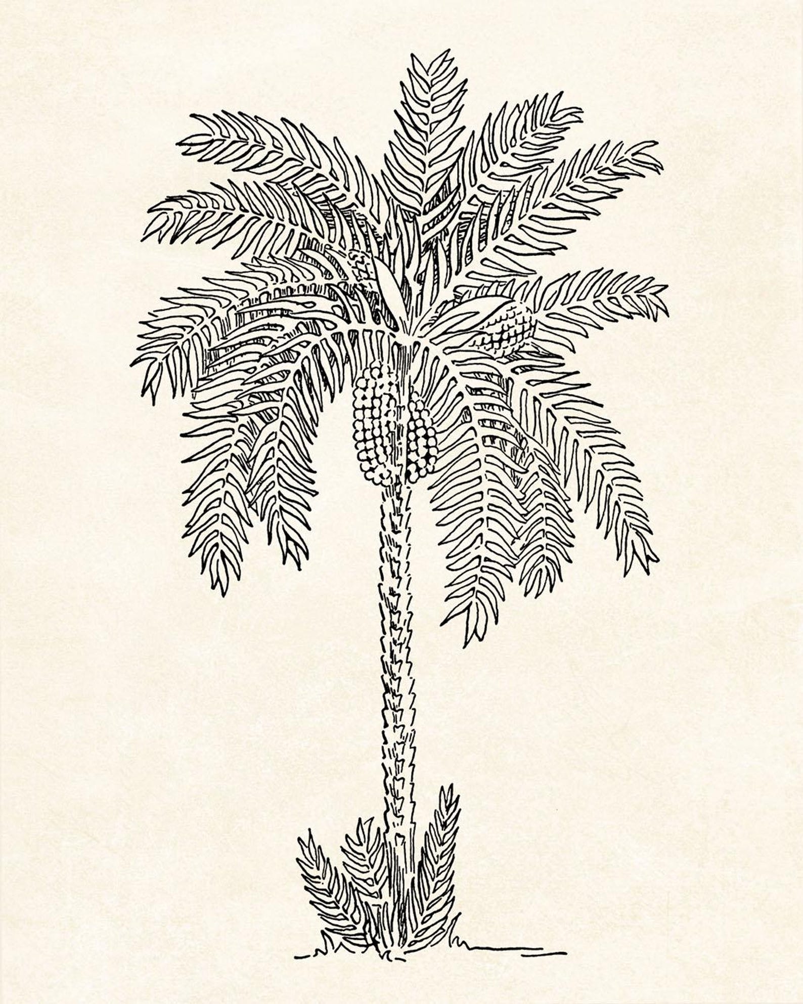 Date Palm Tree Digital Print, Vintage Line Art Drawing, Botanical ...