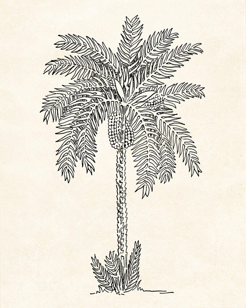Date Palm Tree Digital Print, Vintage Line Art Drawing, Botanical ...