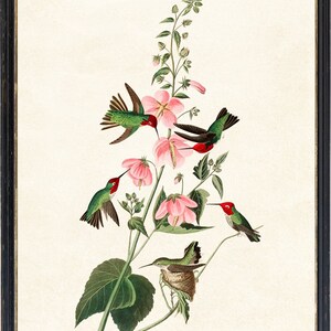 Columbian Hummingbirds Print, Pink Flowers & Birds Antique Illustration ...
