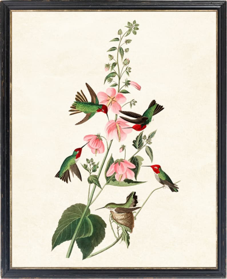 Columbian Hummingbirds Print, Pink Flowers & Birds Antique Illustration ...