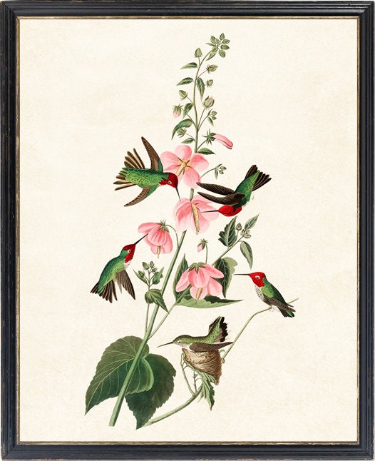 Columbian Hummingbirds Print, Pink Flowers & Birds Antique Illustration ...