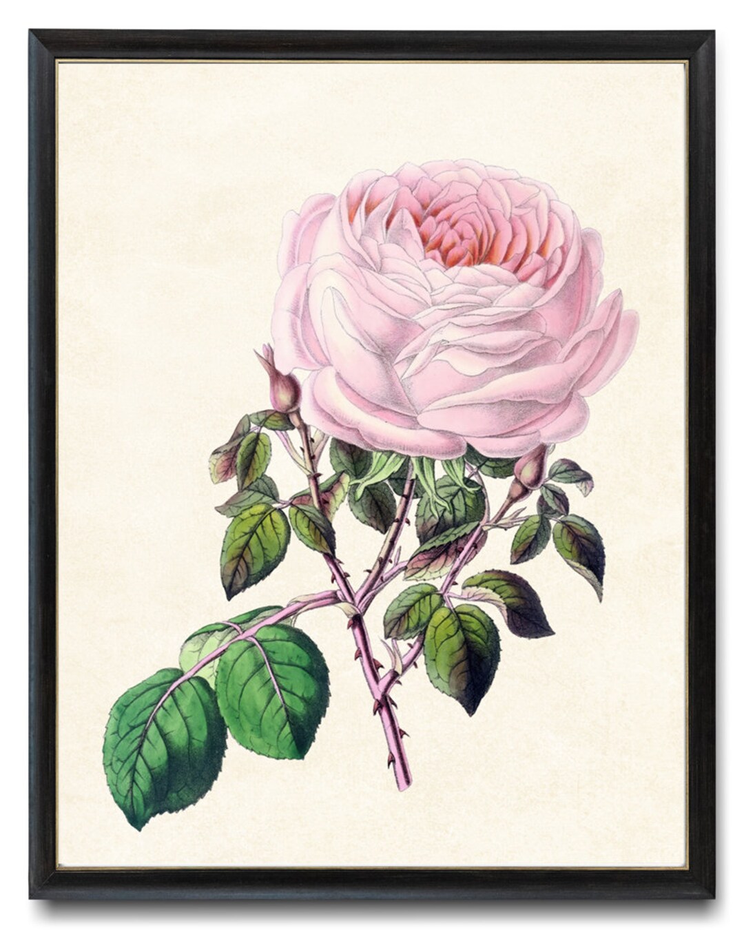 Pink Tea Rose Print, Vintage Flower Illustration, Printable Rose ...