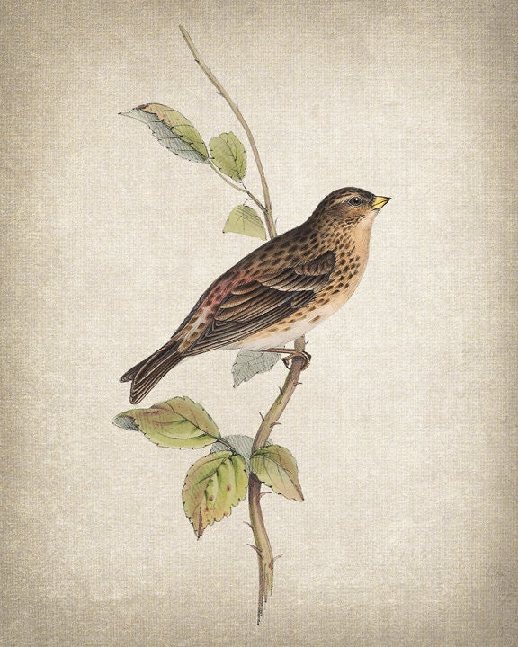 Bird Art Print 'mountain Linnet' Vintage - Etsy