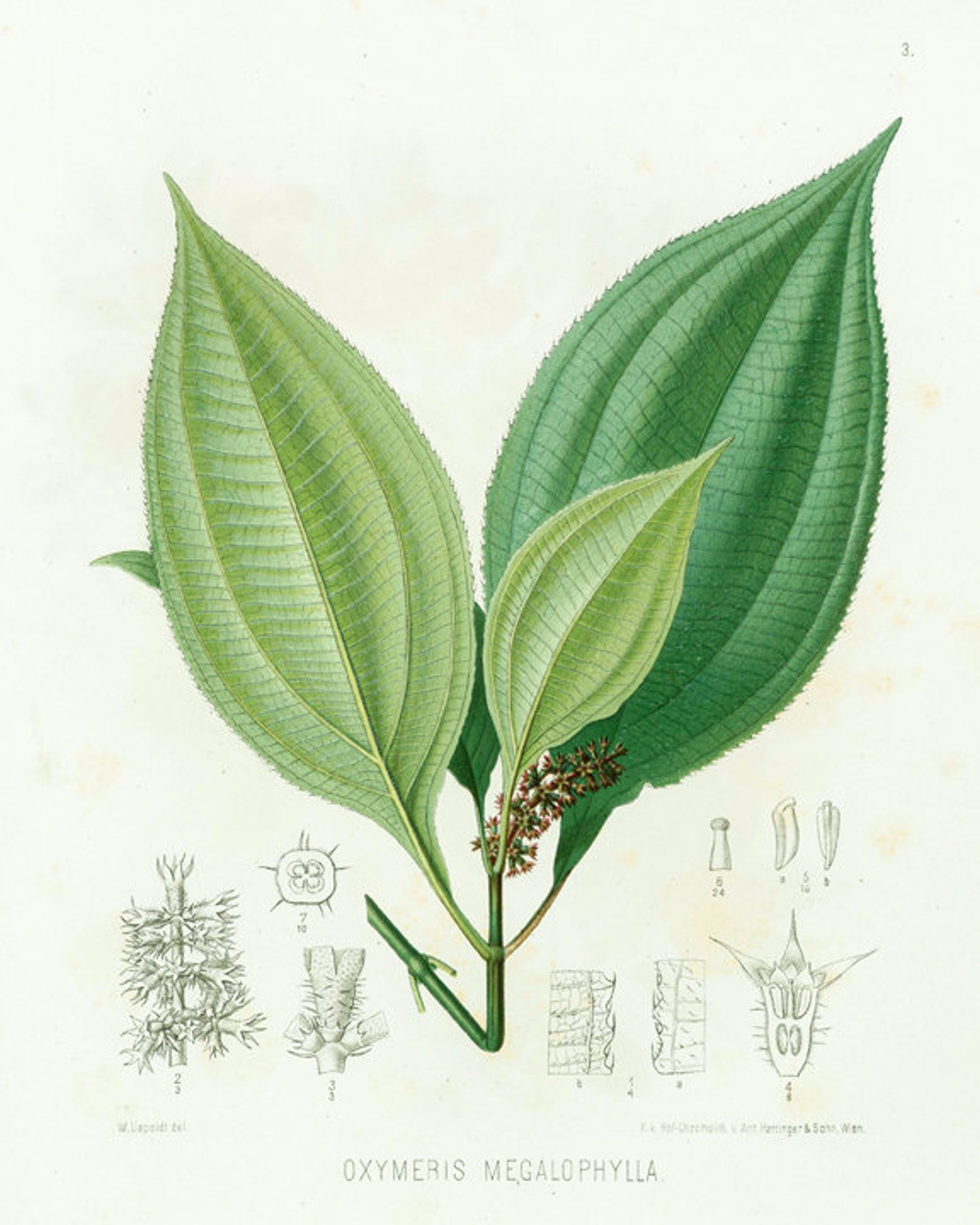 Set of 24 Scientific Plant Studies Botany Printables Vintage - Etsy