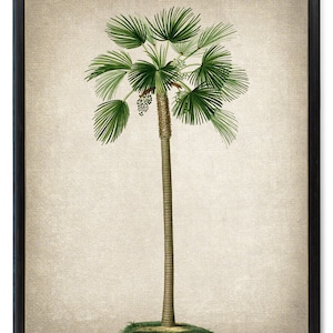 Fan Palm Printable, Palm Tree Vintage Illustration, Botanical Wall Art ...