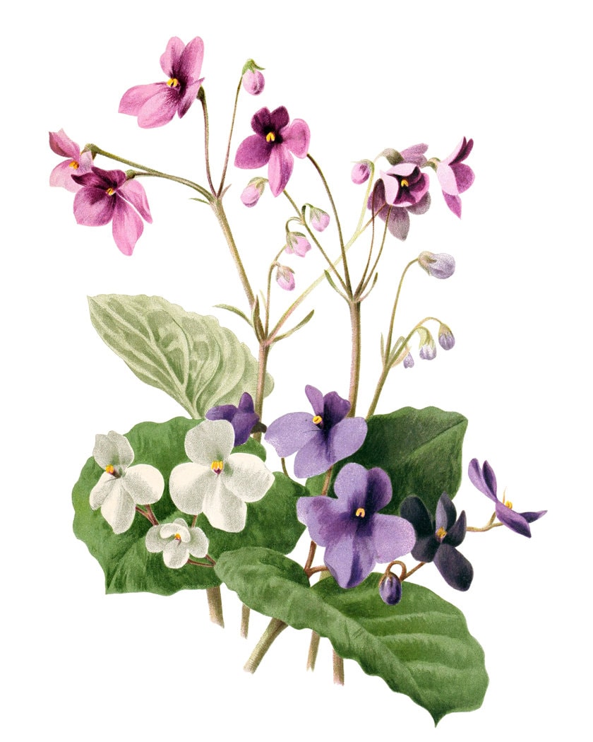 African Violets Printable, Vintage Flower Illustration, Botanical Wall ...