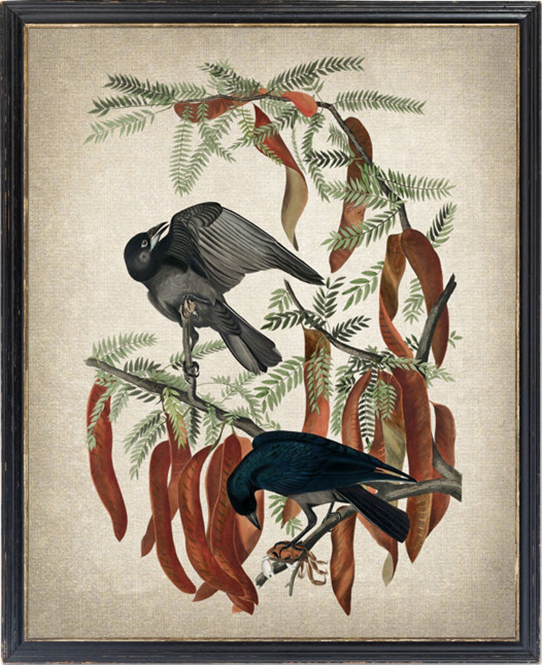 Audubon Art Fish Crow Digital Print, Vintage Illustration, Bird and ...