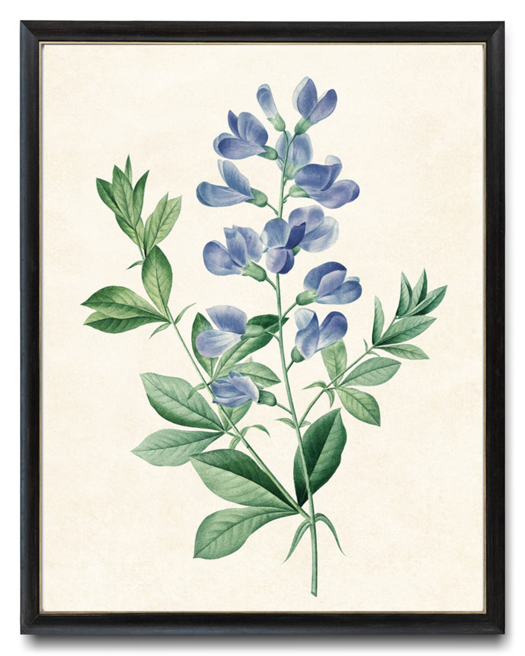 Blue Wild Indigo Digital Download, P.J. Redoute Vintage Illustration ...