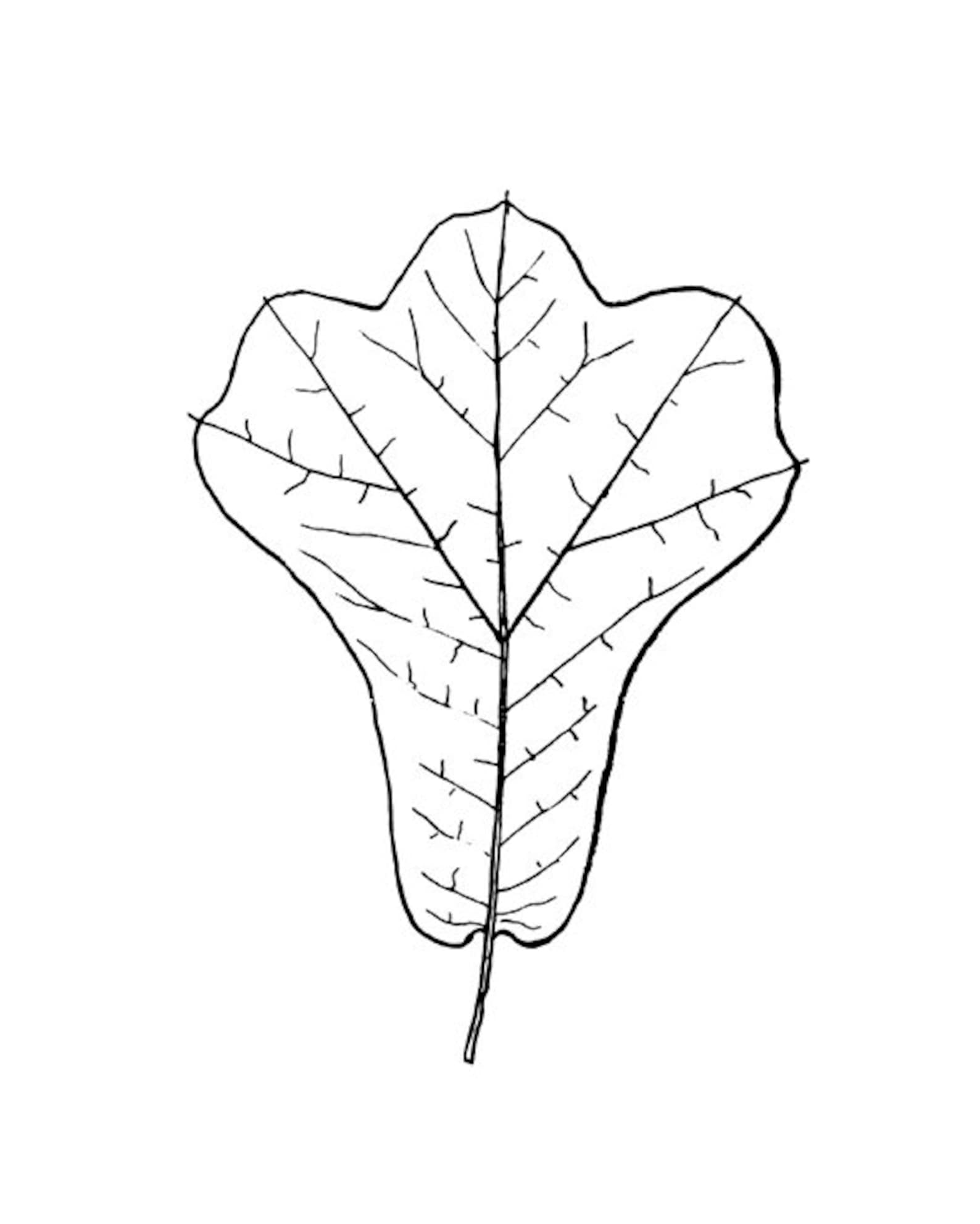 Leaf Line Art Printables Set of 16 Vintage Botanical - Etsy