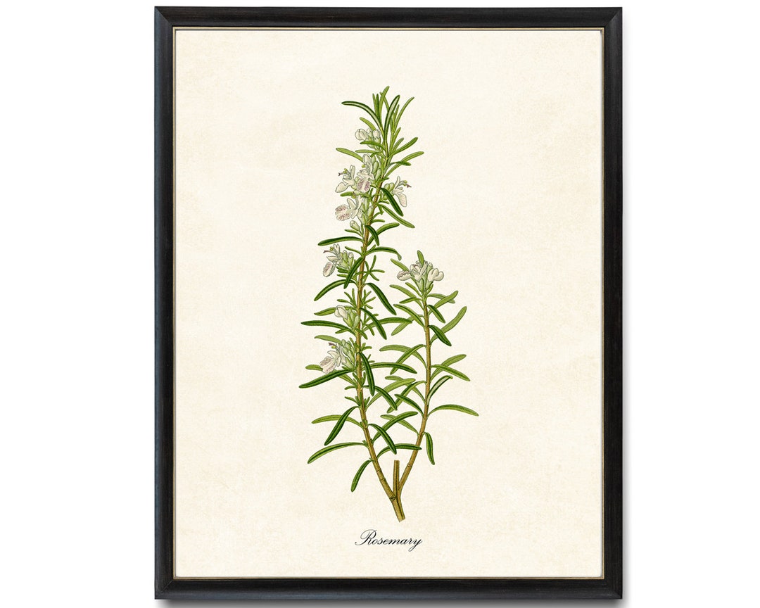 Rosemary Flowering Herb / Digital Download 8x10 Art Print / Vintage ...