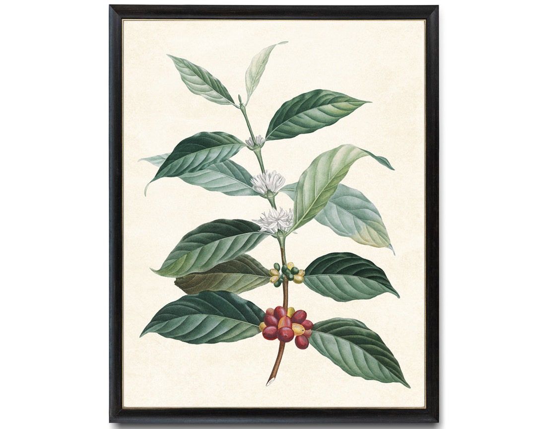 Coffee Plant Digital Print Vintage Botanical Illustration - Etsy