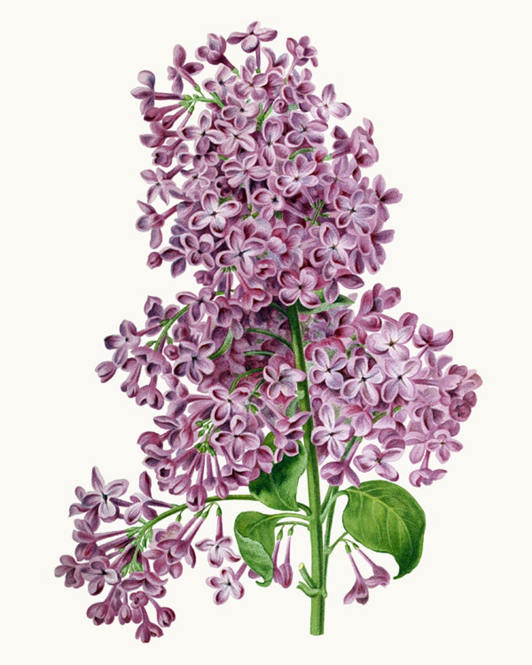 Lilacs Flower Clipart Digital Download, Vintage Illustration ...