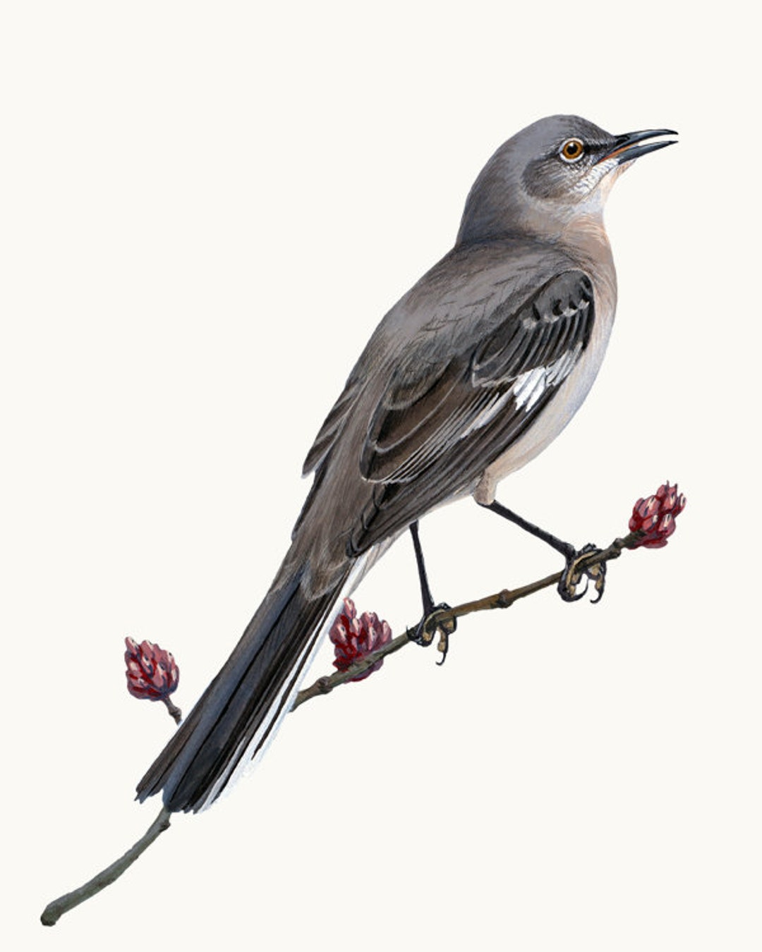 Vintage Mockingbird Painting Clipart, Printable Bird Illustration, PNG ...