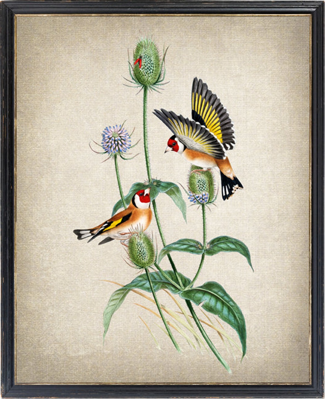 European Goldfinch Printable, Vintage Illustration, Bird Botanical Wall ...