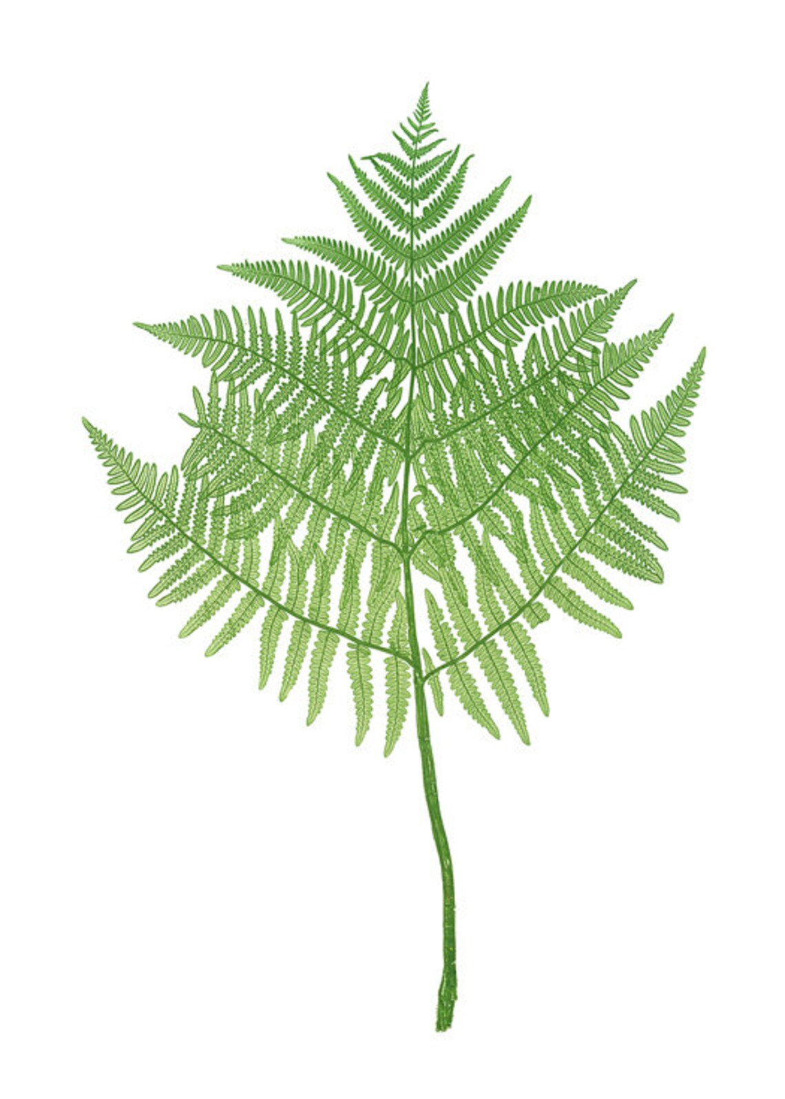 Fern Printable Set of 10 Vintage Illustrations 5x7 Print Set | Etsy