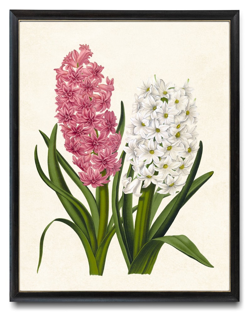Pink and White Hyacinth Art Digital Print Vintage Flower - Etsy