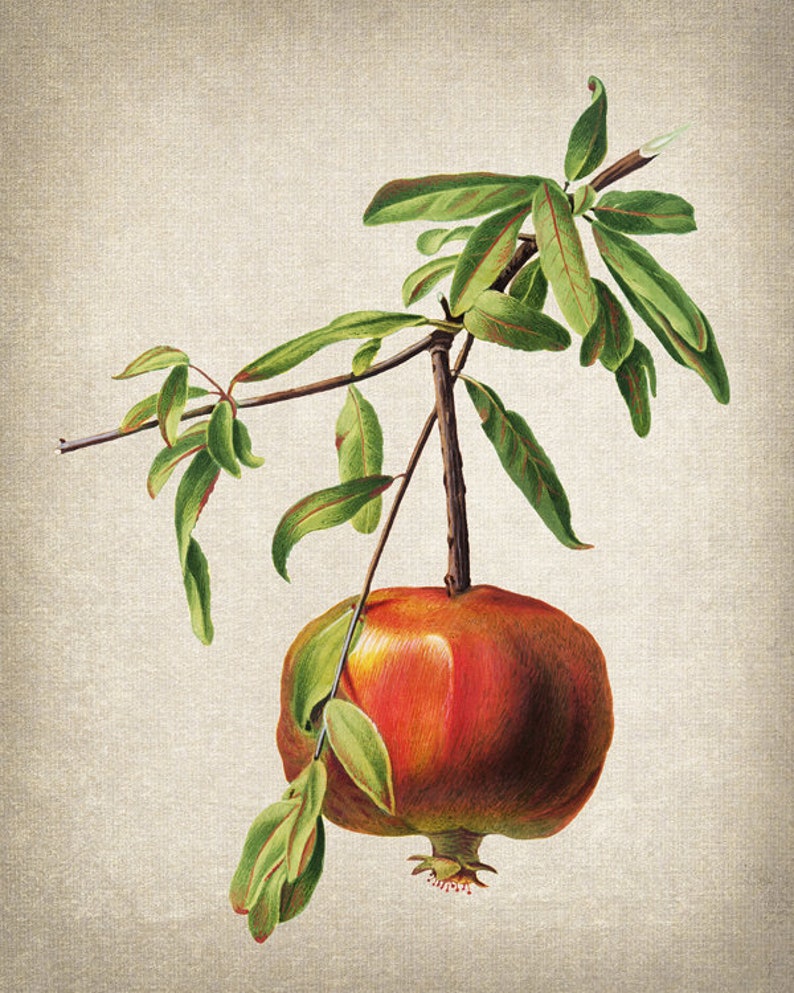 Autumn Decor Botanicals Set of 9 Printables, Vintage Botanical ...