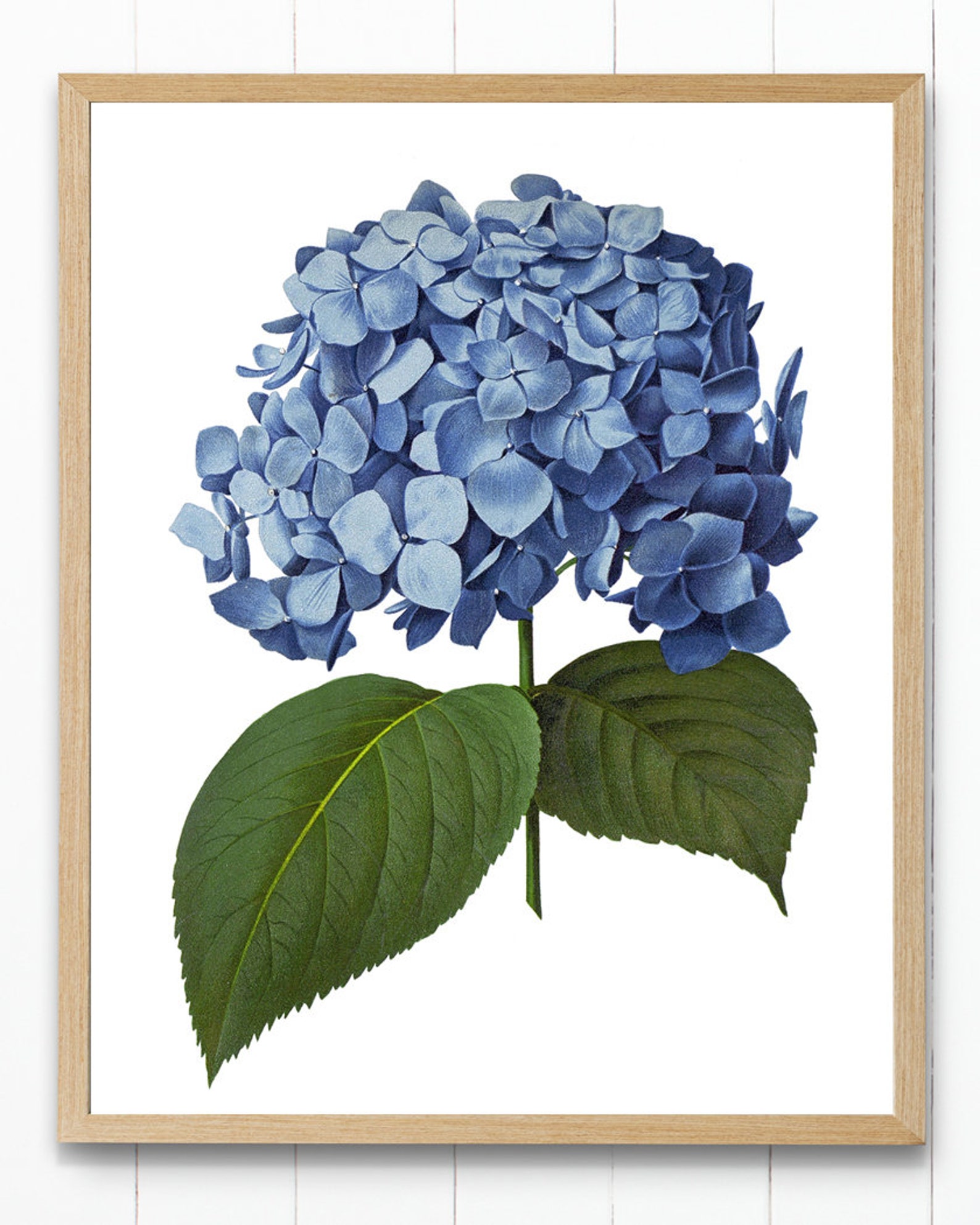 Blue Hydrangea Printable Vintage Illustration Flower Wall | Etsy