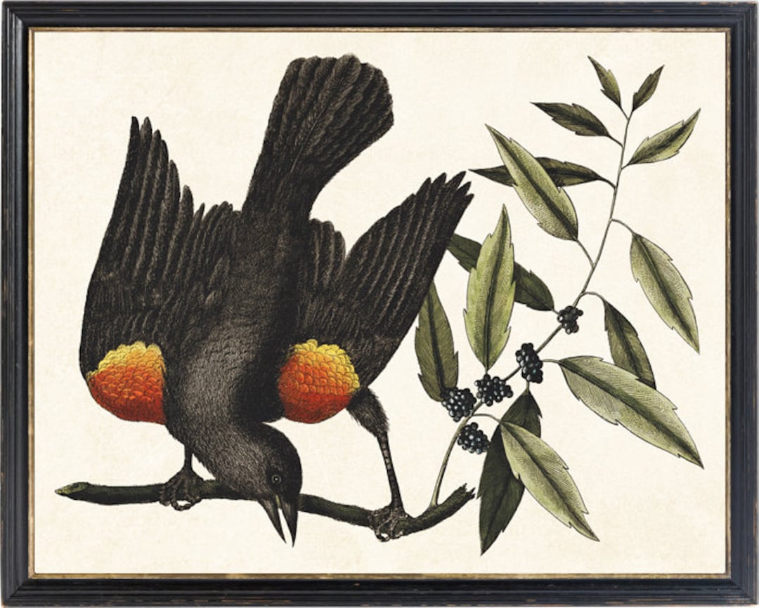 Vintage Bird Illustration Public Domain