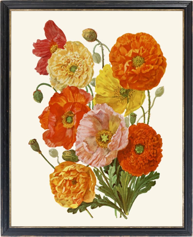 Poppy Flower Art Print Vintage Poppies Watercolor | Etsy