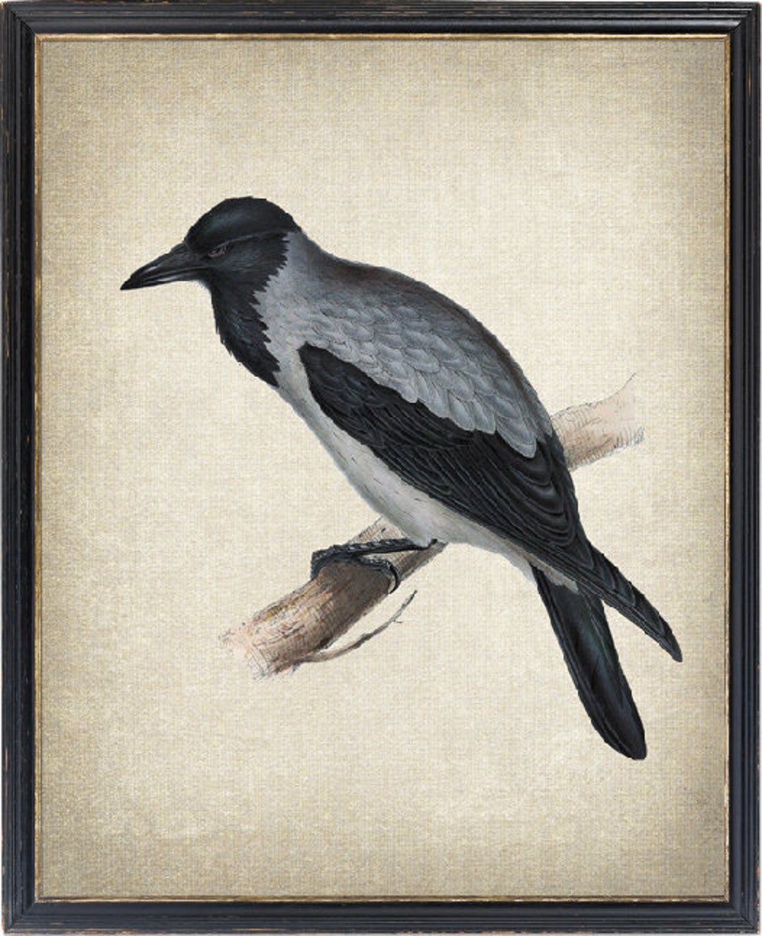 Hooded Crow Printable, Vintage Bird Illustration, Instant Wall Art ...