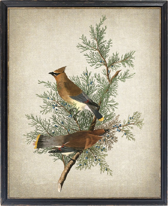 Bird and Botanical Art Print Cedar Birds Vintage | Etsy