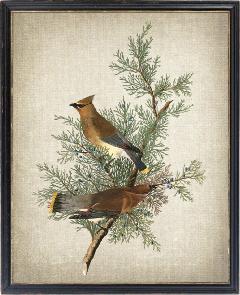 Bird and Botanical Art Print Cedar Birds Vintage - Etsy