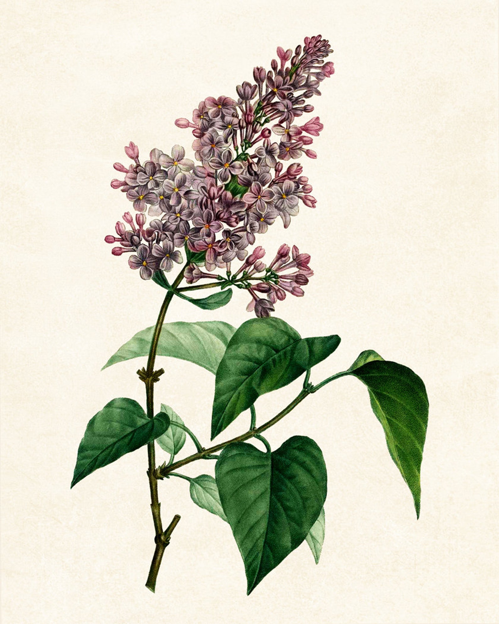 Lilac Printable Vintage Lilacs Illustration Flower Wall Art - Etsy