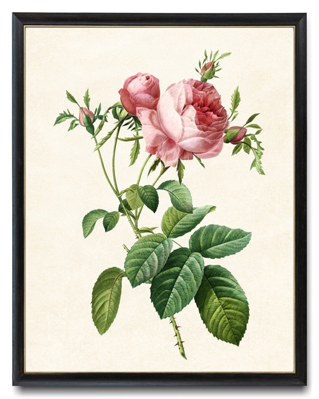 Pink Cabbage Rose Print, Vintage Flower Illustration, Botanical Wall ...