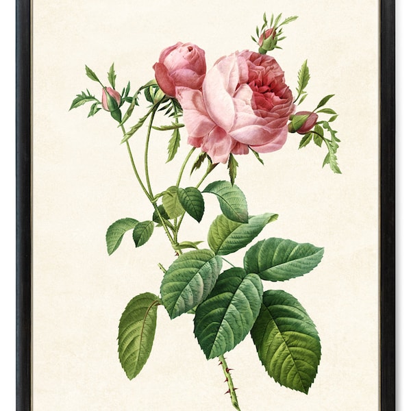 Pink Rose Print - Etsy