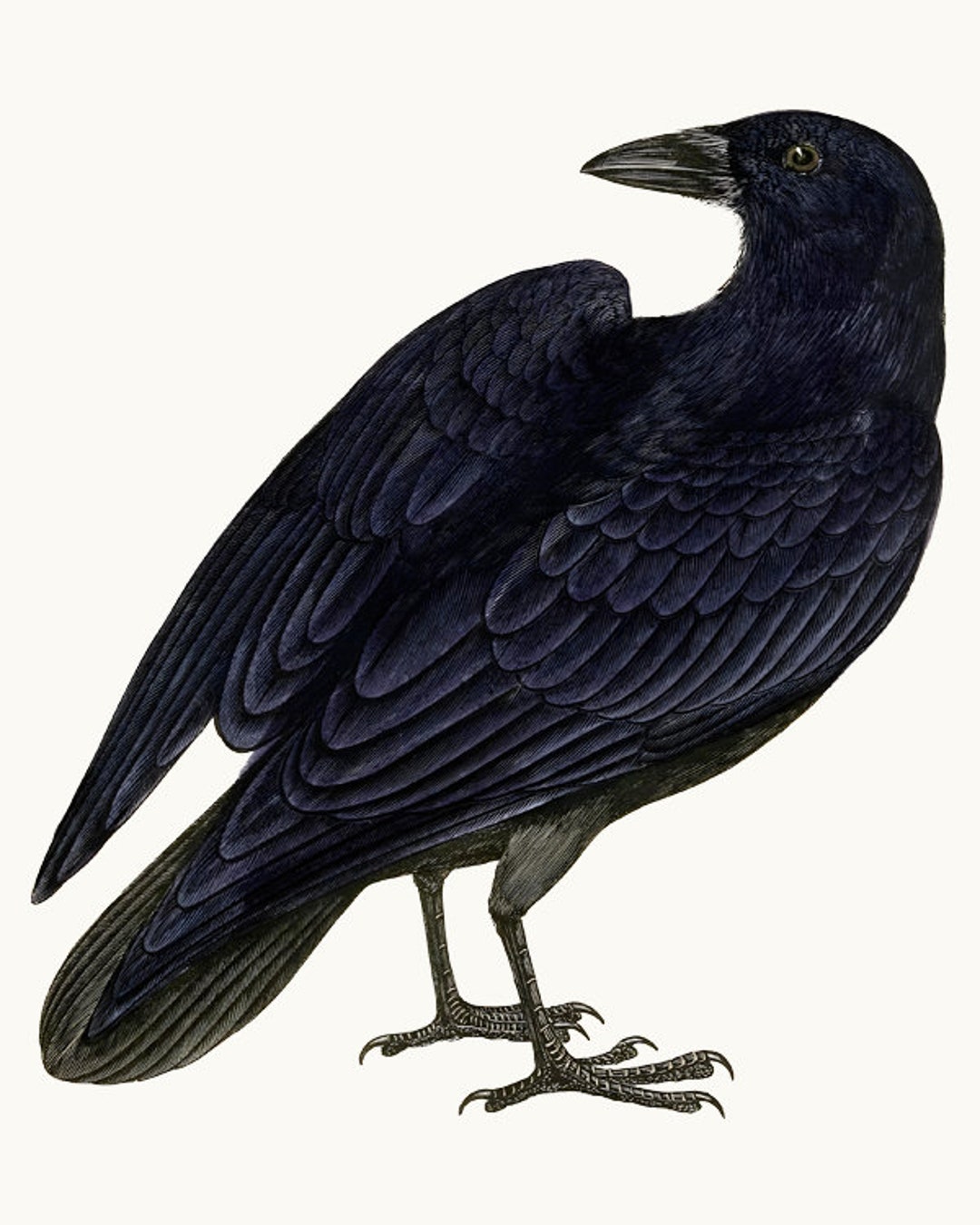 Vintage Bird Clipart Instant Download, Raven Natural History ...