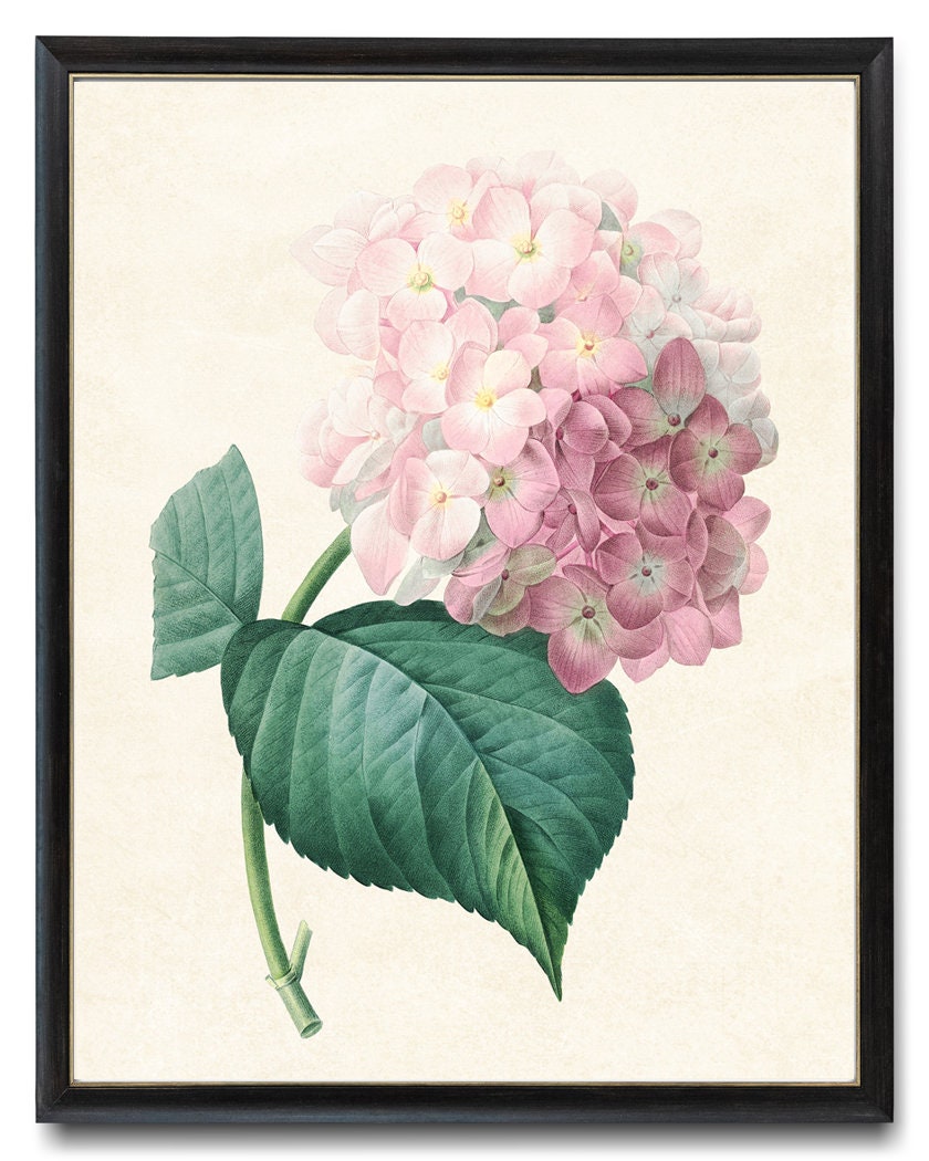 Pink Hydrangea Printable Vintage Flower Illustration | Etsy
