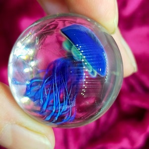 Glass Jellyfish Marble, Handmade in Australia From Borosilicate Glass ...