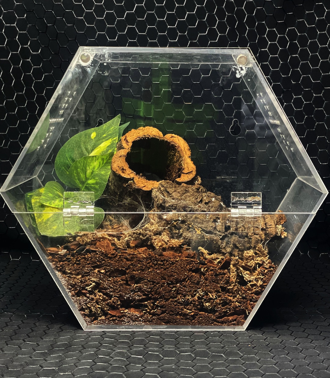 The Hive. Large Spider Cage, Bug Cage, Custom Enclosures, Hive Customs ...