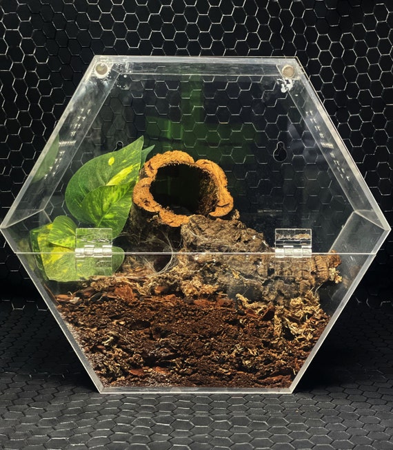 Big Spider Cages New Tarantula Curly Hair Tarantula Introduction