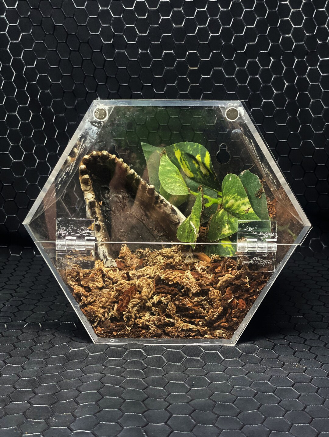 The Hive. Medium Spider Cage, Bug Cage, Custom Enclosures, Hive Customs ...