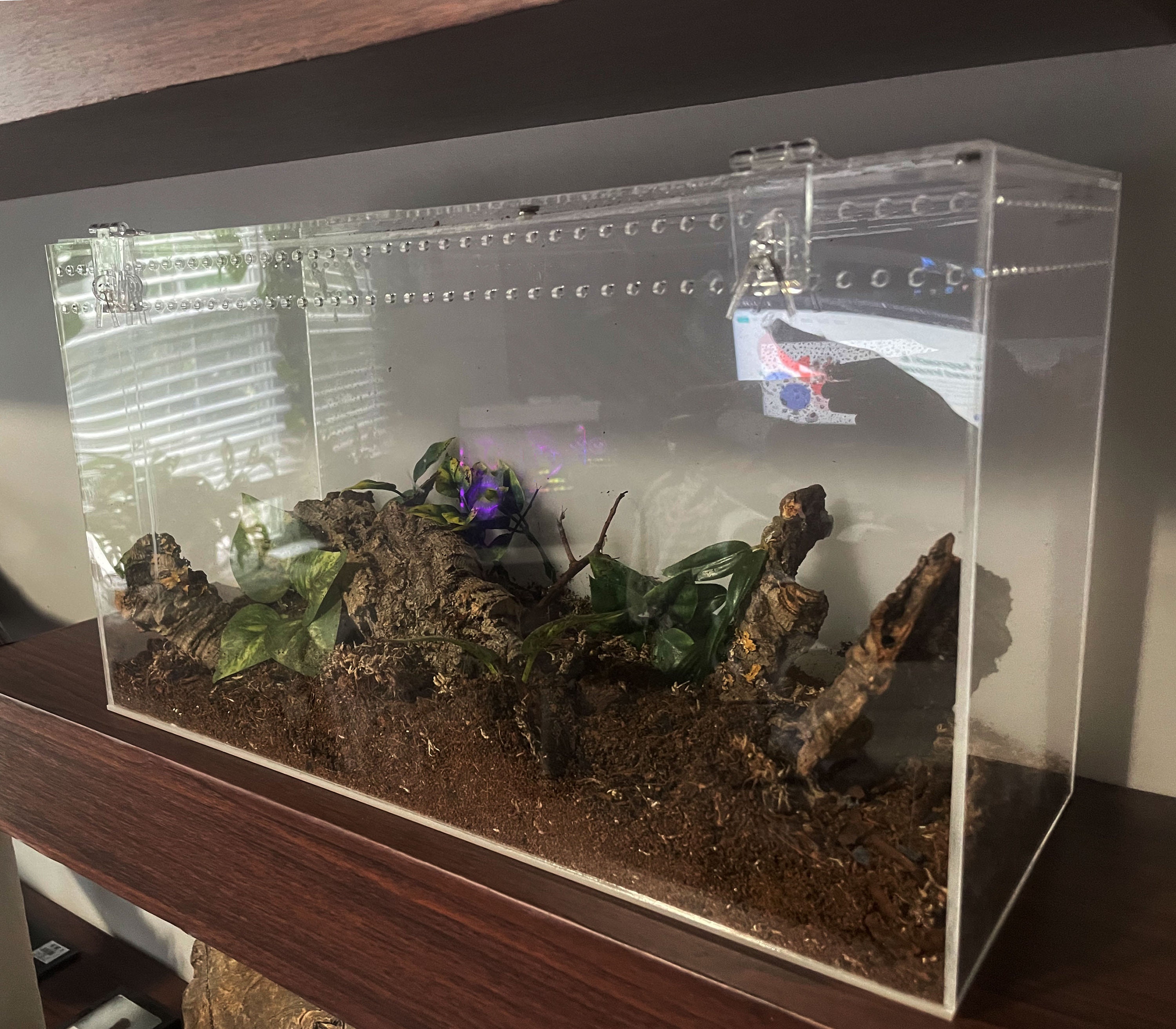 XL Spider Cage, Bug Cage, Custom Enclosures, Hive Customs, Arachnid ...