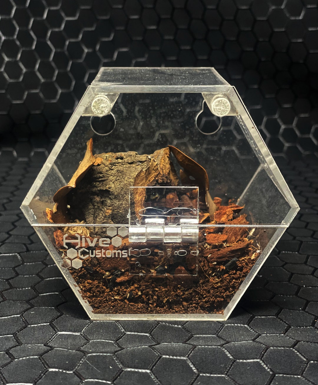 The Hive. Small Spider Cage, Bug Cage, Custom Enclosures, Hive Customs ...