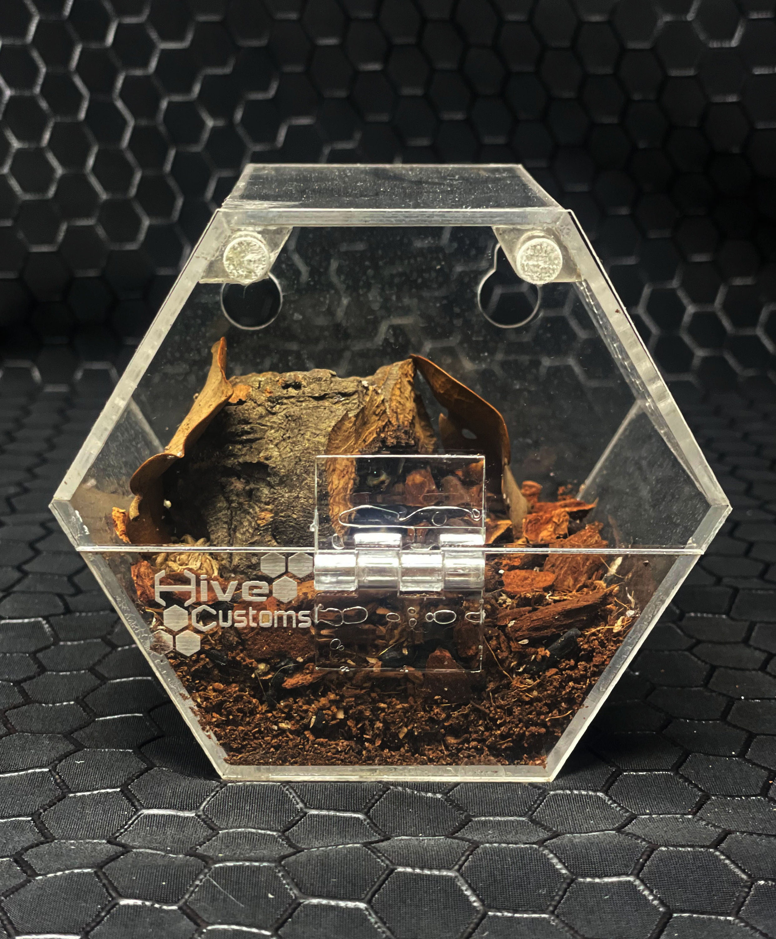 Small Spider Cage, Bug Cage, Custom Enclosures, Hive Customs, Arachnid ...