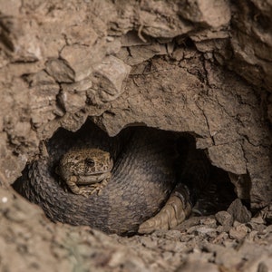 Optimistic Toad -- Photo Print, a Baby Woodhouse's Toad Perches on an ...