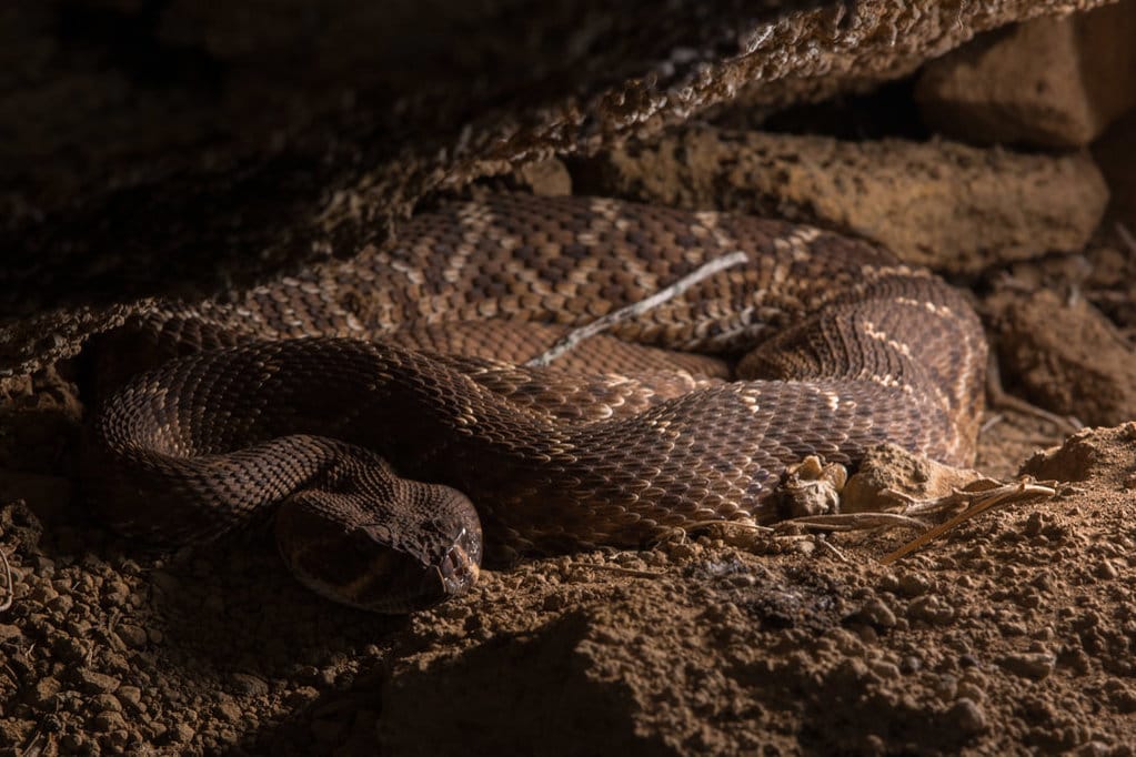 Red Diamond Rattler Photo Print a Red Diamond Rattlesnake - Etsy New ...