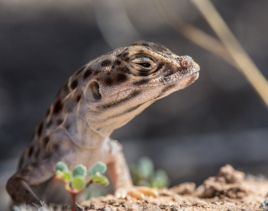 Leopard Lizard Photo Print a Long-nosed Leopard Lizard - Etsy