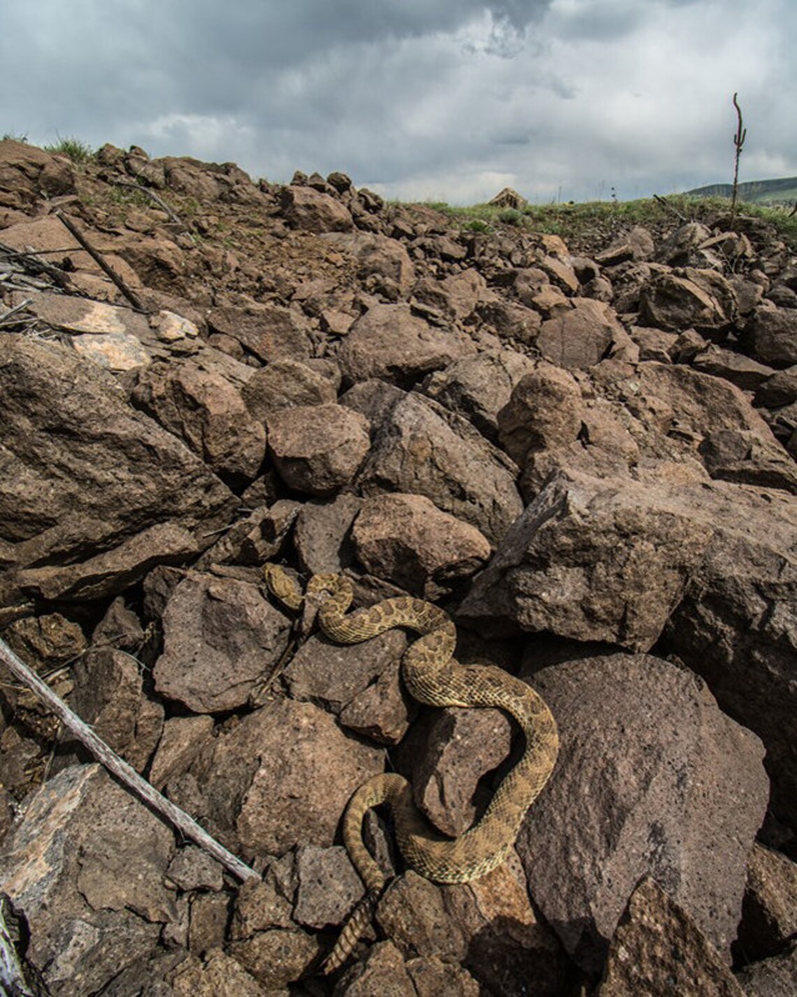 Late Sleeper Photo Print, Prairie Rattlesnake Basking Outside His Rocky ...
