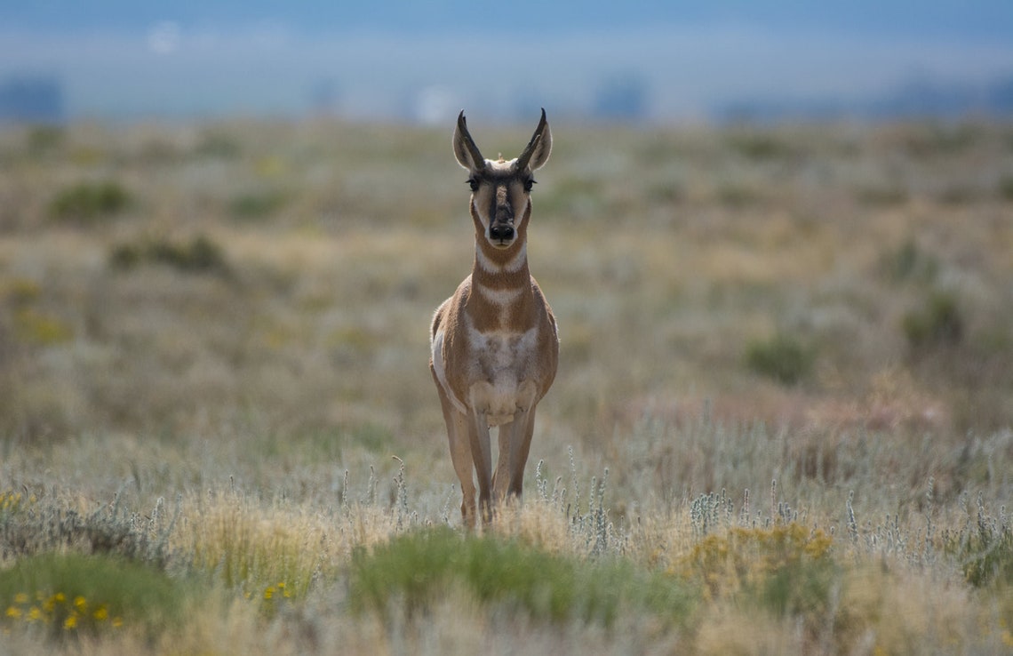 Speed Goat Stands Still A Pronghorn Takes a Break From Running ...